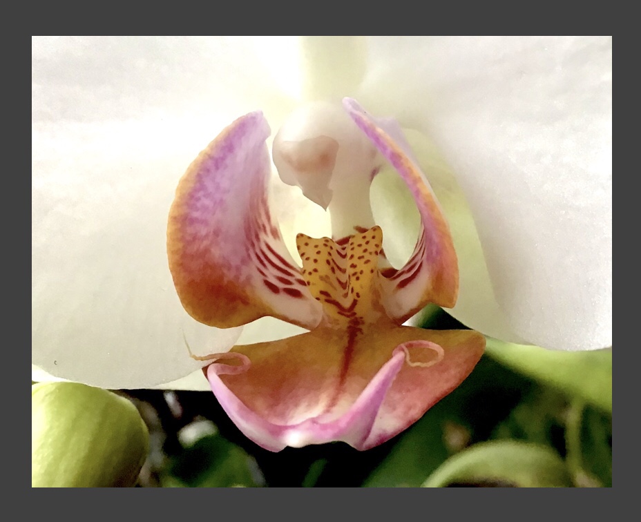 Cathy and her Orchids – Live Life Exuberantly